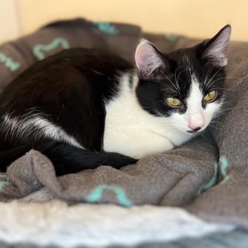 Katzen - Franziskus Tierheim Hamburg